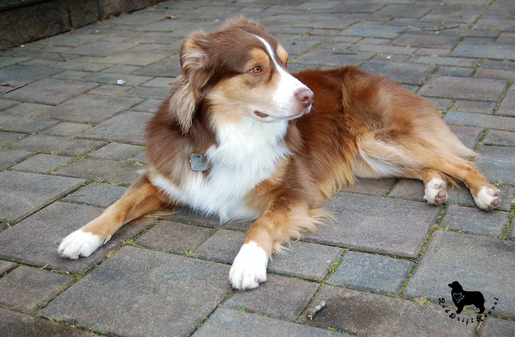Mini Aussie Males – Red Drift Kennel