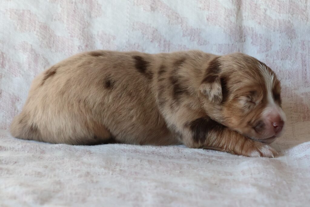 Pup #8-Female Red Merle Sept. 3 2024 – Homed with a Priority Customer
